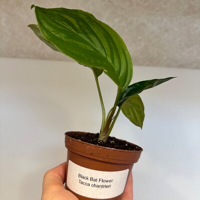 Live Black Bat Flower Buds Forming on Many Now 1 Gallon - Etsy