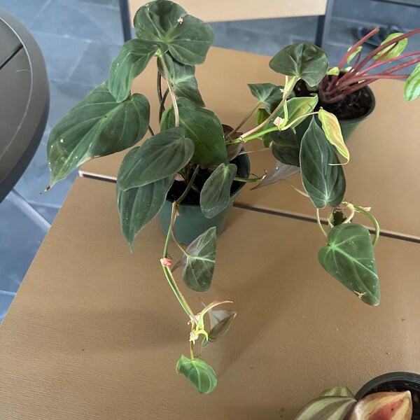 Philodendron Micans Velvet 4" Pot -velvet Leaf-heartleaf Philodendron ...