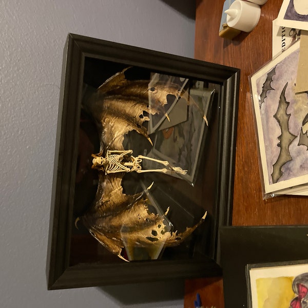 Bat Winged Demon Skeleton, Curiosity Cabinet - Etsy