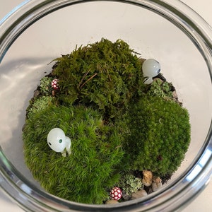 25 Bleached Bunny Tails Or-chocolate Bunny Tails-dried Floral | Etsy