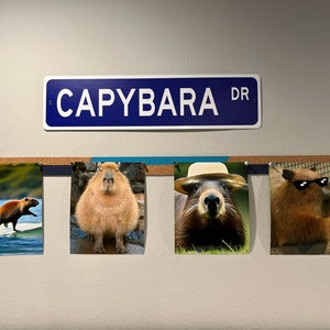 Capybara, Capybara Gift, Capybara Sign, Capybara Decor, Capybara Expert ...