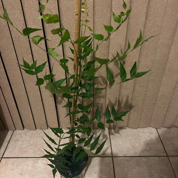 Live Neem Trees, Amazing Useful Trees, 2 to 3 Feet Tall, 1 Gallon (does ...