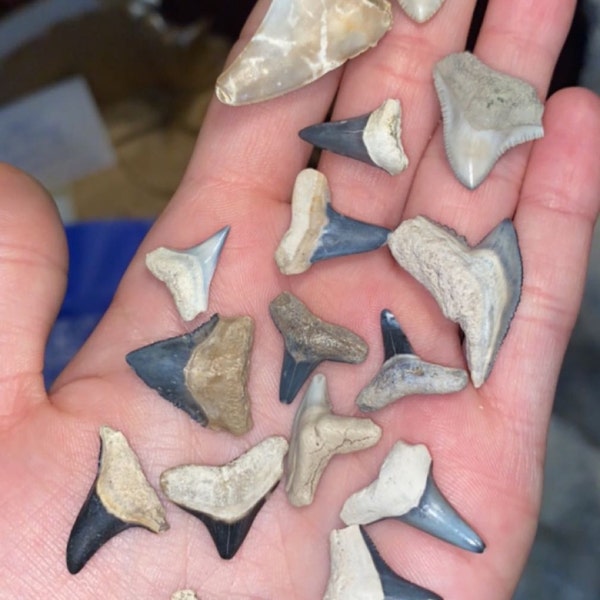 Small Megalodon Tooth Pendant Florida - Etsy