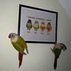 Conure Ripeness Chart Poster - Etsy