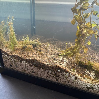 Buy 2 Get 1 Free Red Tiger Lotus 3 Bulbs nymphaea Zenkeri Live Aquarium ...