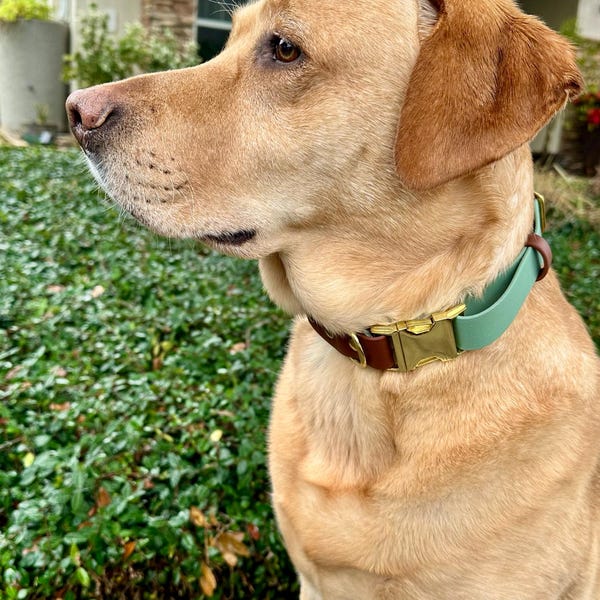 The Vera Bling Biothane® Collar | Beta Biothane® Collar | Gemstone ...