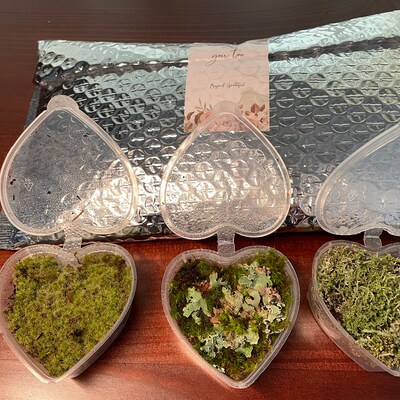 Swans-neck Thyme Moss Mnium Hornum Terrarium Moss - Etsy