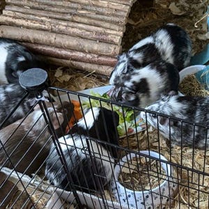 Oak Veneer Football Medal Holder - Etsy