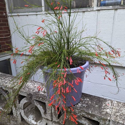 Lace Fern Microlepia Strigosa Plant One Gallon Size - Etsy