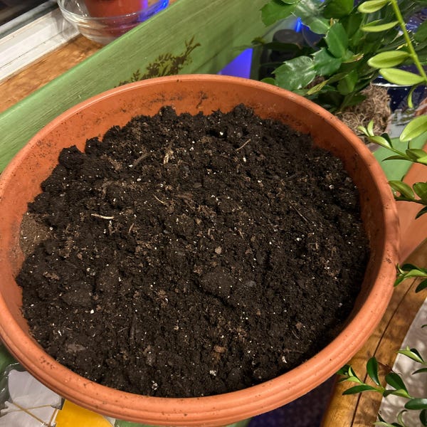 10 Indian Pink Root Systems: Spigelia Firecracker Plant - Etsy