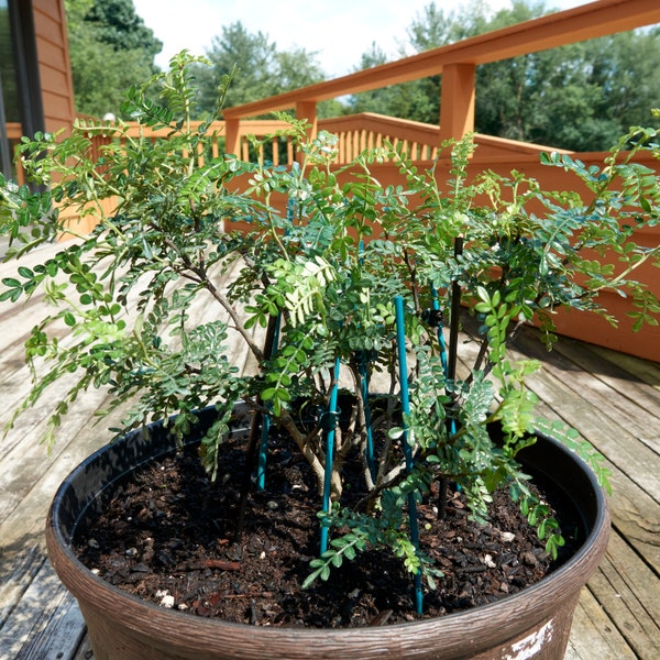 Kinome, Aka Chinese Pepper Tree, Large Live Plant - Ships Within ...