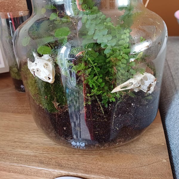 Real Mallard Duck Bird Skull Taxidermy Macabre Gothic Pagan Art and ...