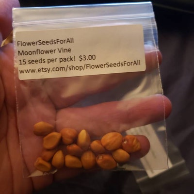 Moonflower Vines 93 - Etsy