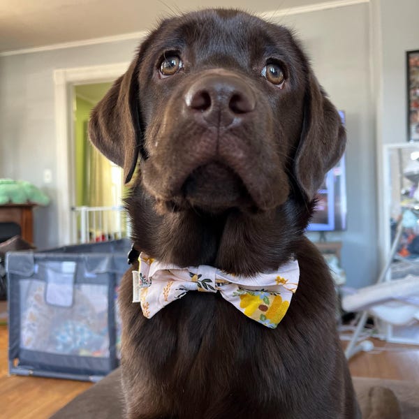 Concha Dog Squeaky Toy, Concha Toy, Mexican Sweet Bread Toy ...