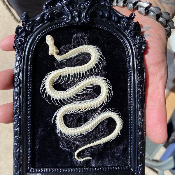 Snake Skeleton Framed, Black & Burgundy real Snake Skeleton Framed ...
