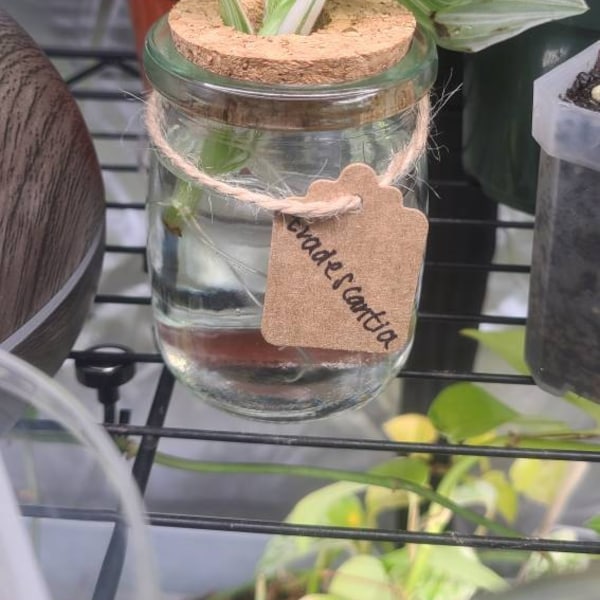Mixed Set of 3 Propagation Jars - Plants, Houseplants, Clipping ...