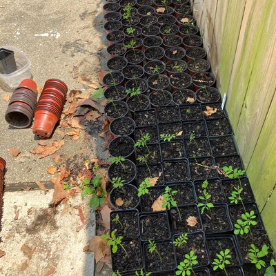 ORGANIC Slow Bolt Cilantro Seeds Non-gmo Fresh Garden - Etsy