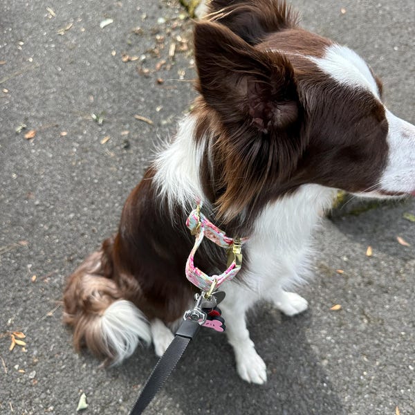 Personalized Lavender Corduroy Harness Collar Leash Bow Tie Bag Set ...