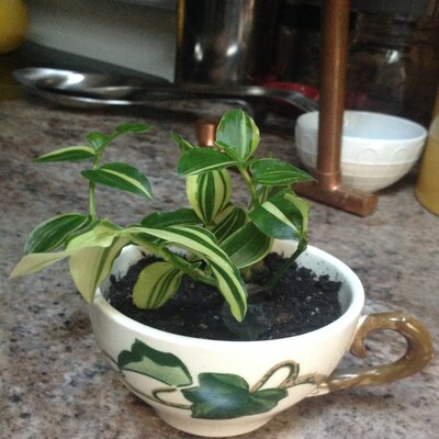 Peters and Reed Moss Aztec Jardiniere Number 5 8-1/2 Inches Tall - Etsy