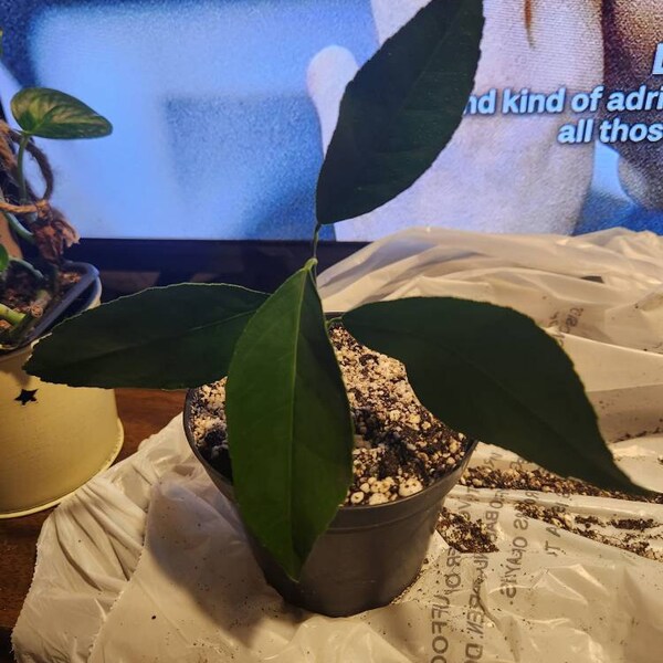 Starter Houseplant Cutting Bundle Satin Pothos, Pearl and Jade Pothos ...