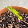 Live Colocasia redemption, Elephant Ears Super Rare Starter Plant - Etsy