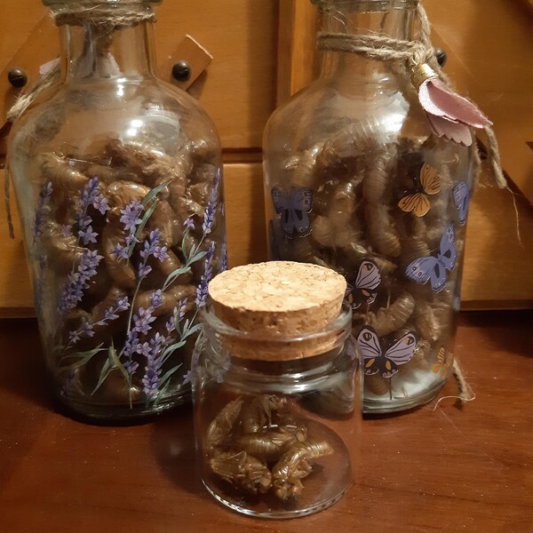 Real Dried Cicada-wings Open- Brood XIII(13) 17 Year Magicicada Genus ...