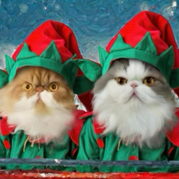 The Japanese Geisha - Custom Royal Pet Portrait - Funny Pet Gift for ...