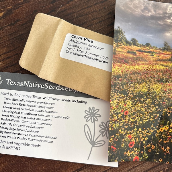 Texas Sunflower RARE Native Wildflower Seeds, Helianthus Praecox ...