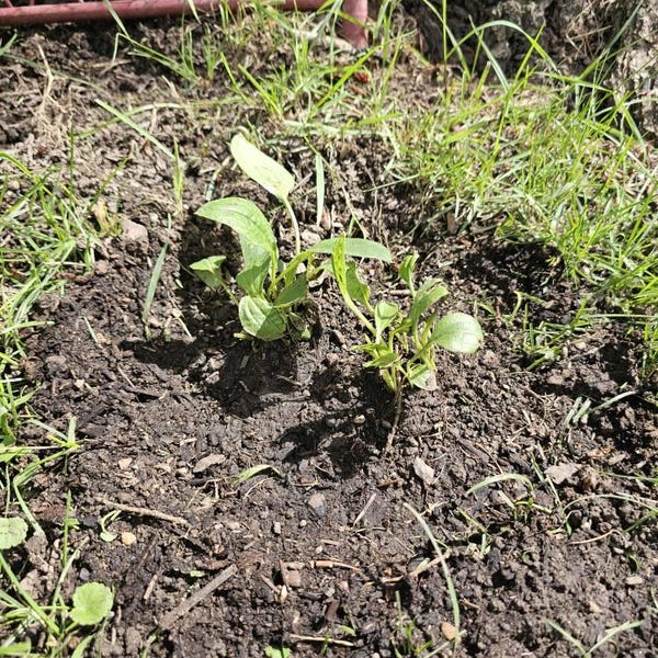 5 Mixed Coreopsis Starter Perennials. Loves Sun. Super Easy to Grow ...
