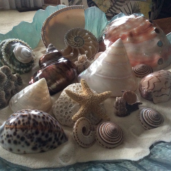 Sundial Seashells (10 PC) - Brown Swirl Shells - Seashell Supply ...