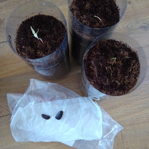 German Johnson Heirloom Tomato Premium Seed Packet - Etsy