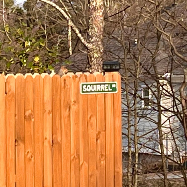 Squirrel, Squirrel Gift, Squirrel Sign, Squirrel Decor, Squirrel Lover ...