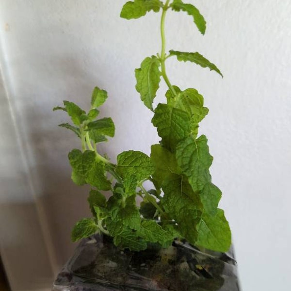 Moss Rose Plant (portulaca Grandiflora)( Ice Plant Succulent) Trailing ...