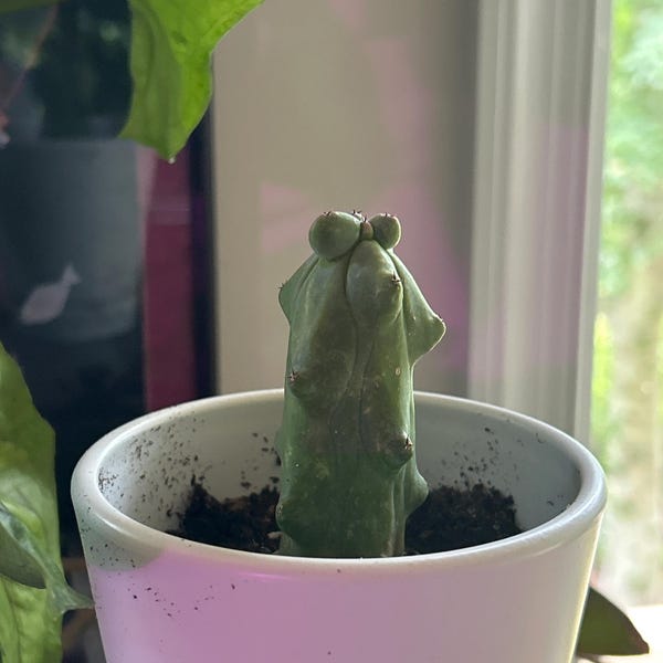 Myrtillocactus Geometrizans - Boobie Cactus (options of 5'', 6'', 8 ...