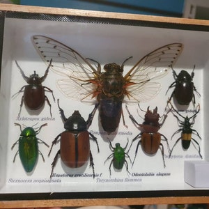 Colourful Lanternfly pyrops Gunjii Cicada Glass Bell Cloche | Etsy