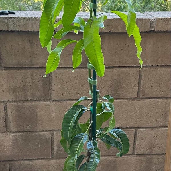 Lychee Tree - Air Layered/ Large Roots and Ready to Plant : Hak Ip - Etsy