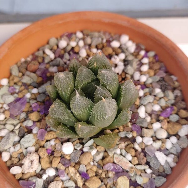 Edible Sagittaria Trifolia Giant Cantonese Sand Arrowhead Tuber for ...