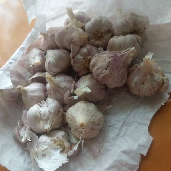 Garlic Bulbs, Whole Sold per Bulb, Ready for Planting or Preparing to ...