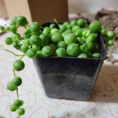 4 Mini Cactus Plants in Plastic Planters 2 Inch Growers Pots - Etsy