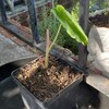 Live Colocasia "redemption", Elephant Ears Super Rare Starter Plant - Etsy