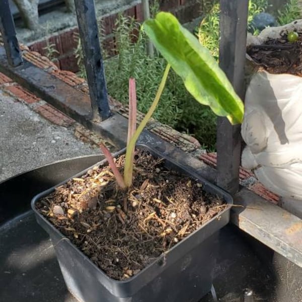 Live Colocasia "redemption", Elephant Ears Super Rare Starter Plant - Etsy