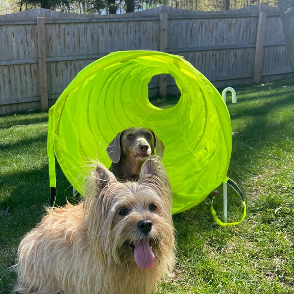 Dog Agility 5' X 30" Blue & Yellow A-frame With Rubber Surface - Etsy