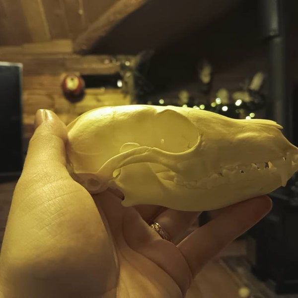 Real Arctic Fox Skull (vulpes Lagopus), Professionally Cleaned ...