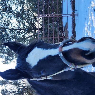 Handmade Bosal Set, 40 Plaits Rawhide Natural Bosal Set, Bosal Set ...