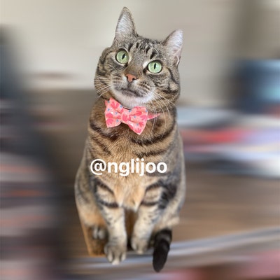 KAWA BELLIS BLUE Japanese Cat Collar Bowtie Set // Take A Bow Handmade ...
