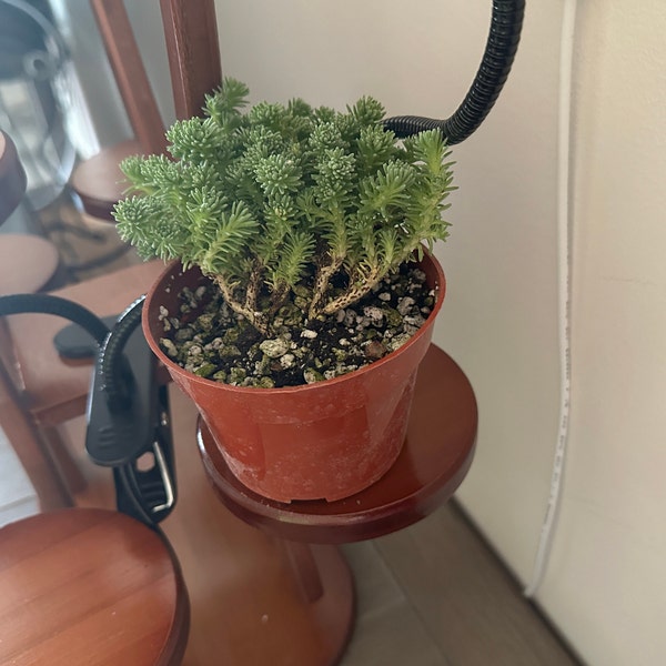 Mini Joshua Tree Succulent 4" Pot Thick and Full - Sedum Multiceps ...