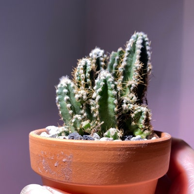 Acanthocereus Tetragonus fairy Castle Triangle Cactus Live Plant - Etsy