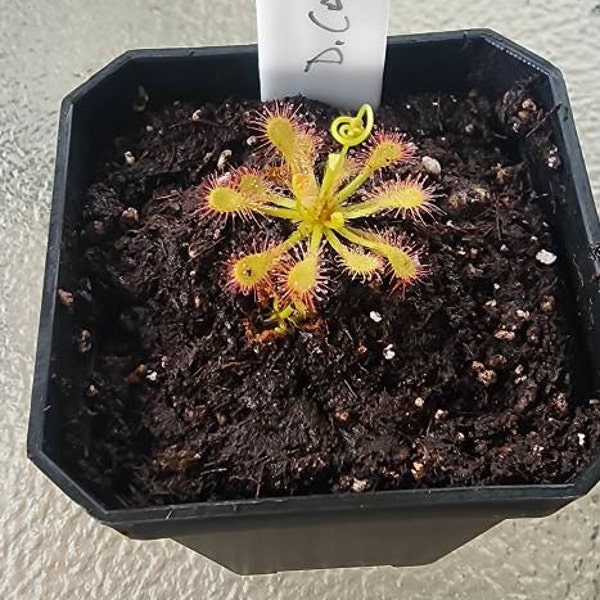 Xyris Difformis Bog Yellow-eyed-grass - Etsy