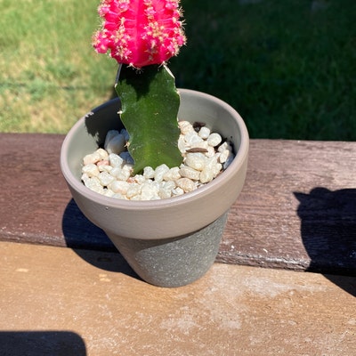 Grafted Pink Cactus Plant - Etsy