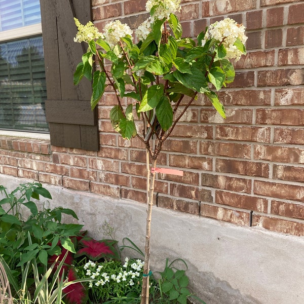 Hydrangea Tree 'pinky Winky' | 4 Feet Plus Tall | Free Shipping | Fast ...